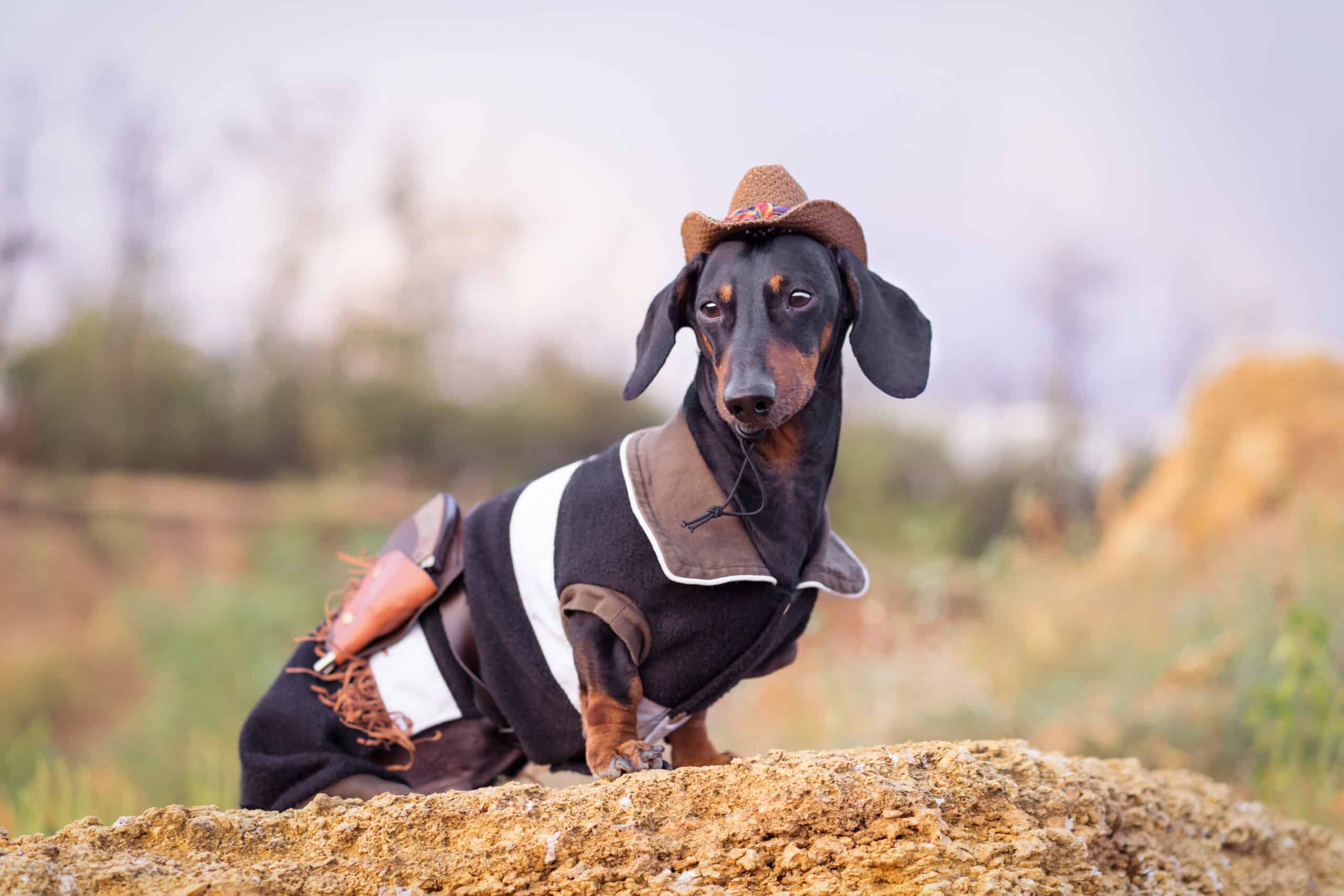 DARE to Rescue | "Where Every Dog's a Wiener"